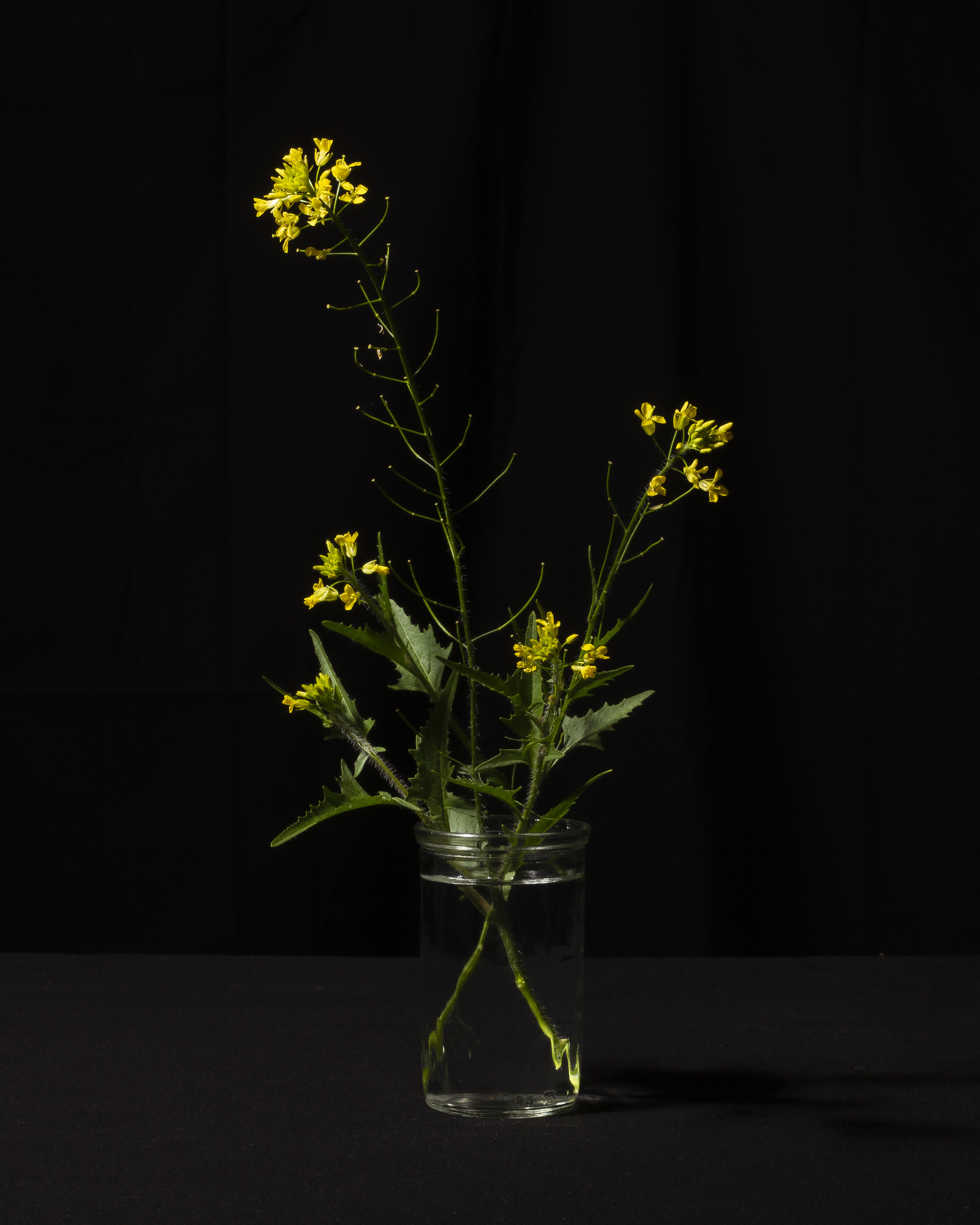 Ditch Flower Gallery – BurOakPhoto